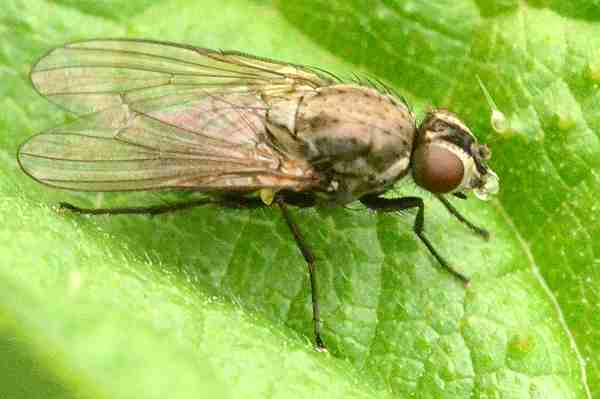 Kohlfliege | Tipps zur Bekämpfung und Vorbeugung von Kohlfliegen | Düngee.DE